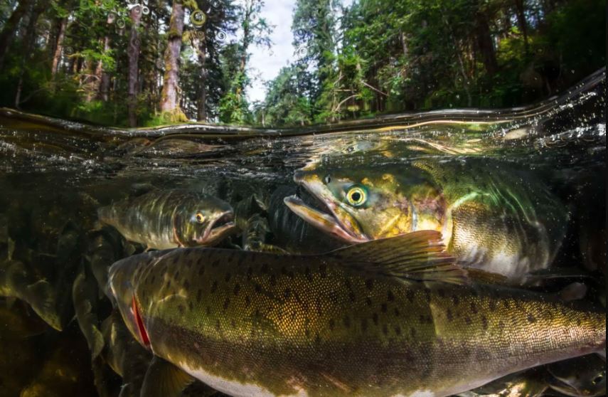 2024 Clayoquot Salmon Festival - Voices For Salmon with Tla-o-qui-aht ...