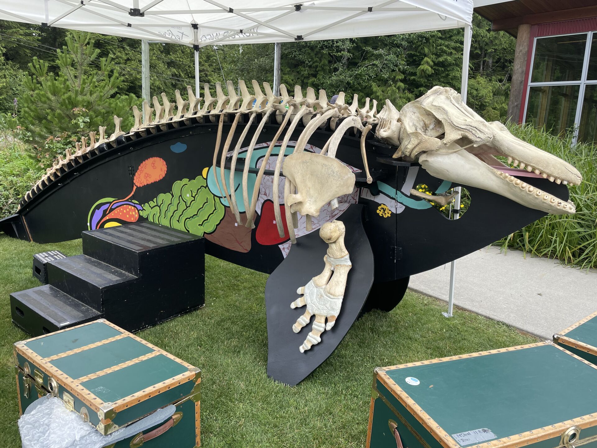 Wild Pacific Trail - Build-a-Whale with Strawberry Isle Marine Research ...