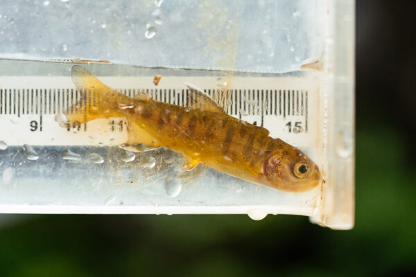 Tracking the Wild with Parks Canada Naturalists West Coast N.E.S.T.